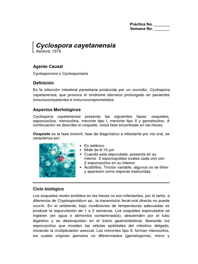 Cyclospora Cayetanensis Manual | PDF | Biología