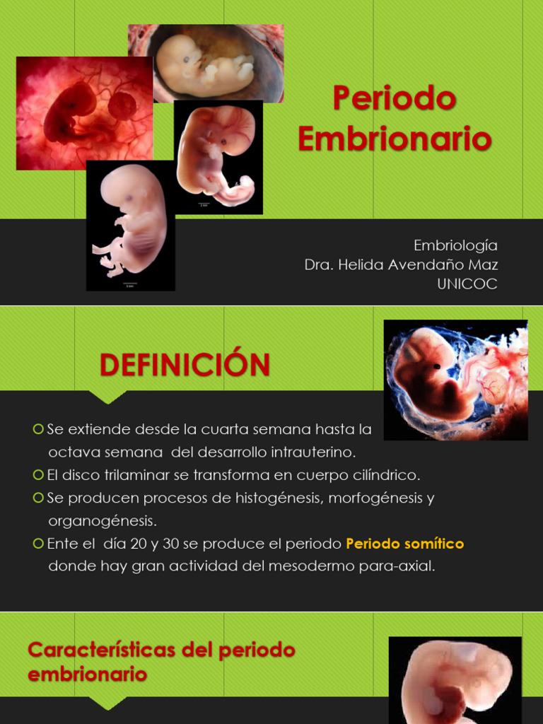 2024 Periodo Embrionario | Descargar gratis PDF | Sistema circulatorio ...