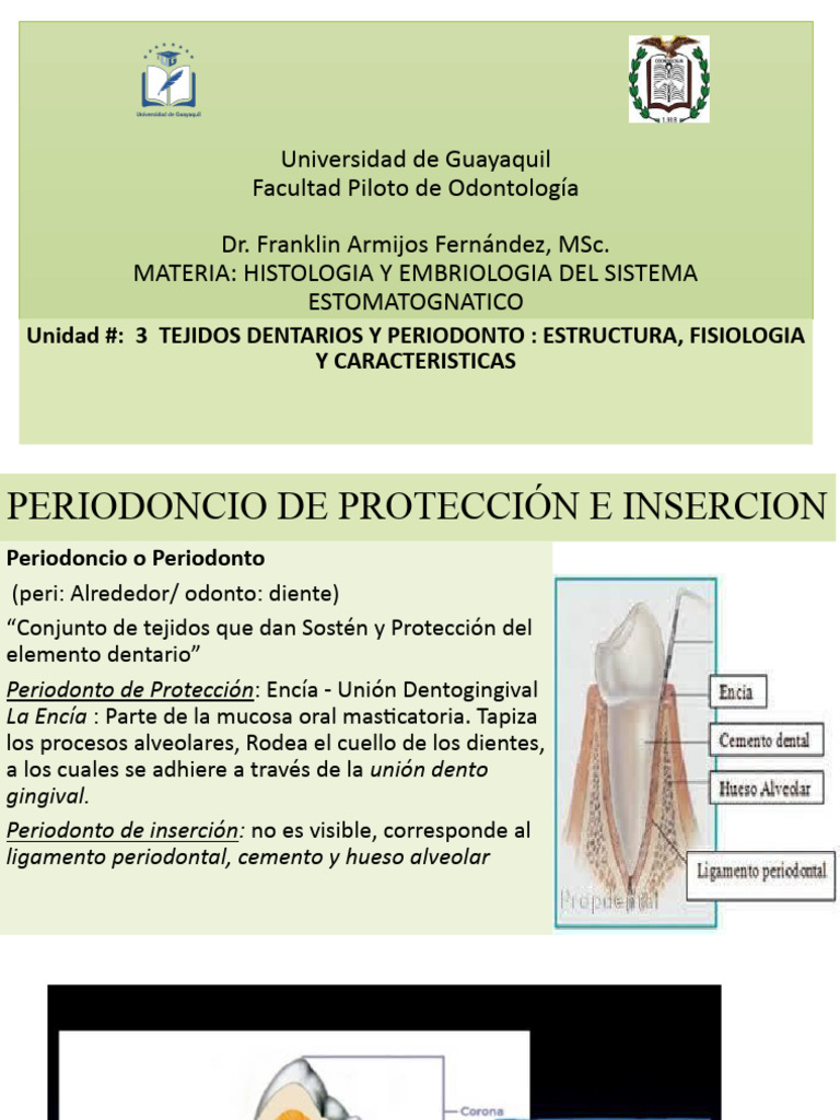 Clase 6 Histo Unid 3 Periodon Proteccion, Encia, Union Dentino-Gingival ...