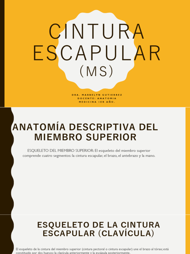 Anatomía de la Cintura Escapular | PDF | Sistema musculoesquelético ...