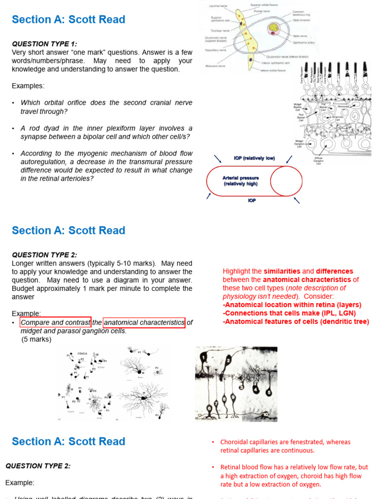 Eye Anatomy and Physiology Exam Guide | PDF | Retina | Anatomy