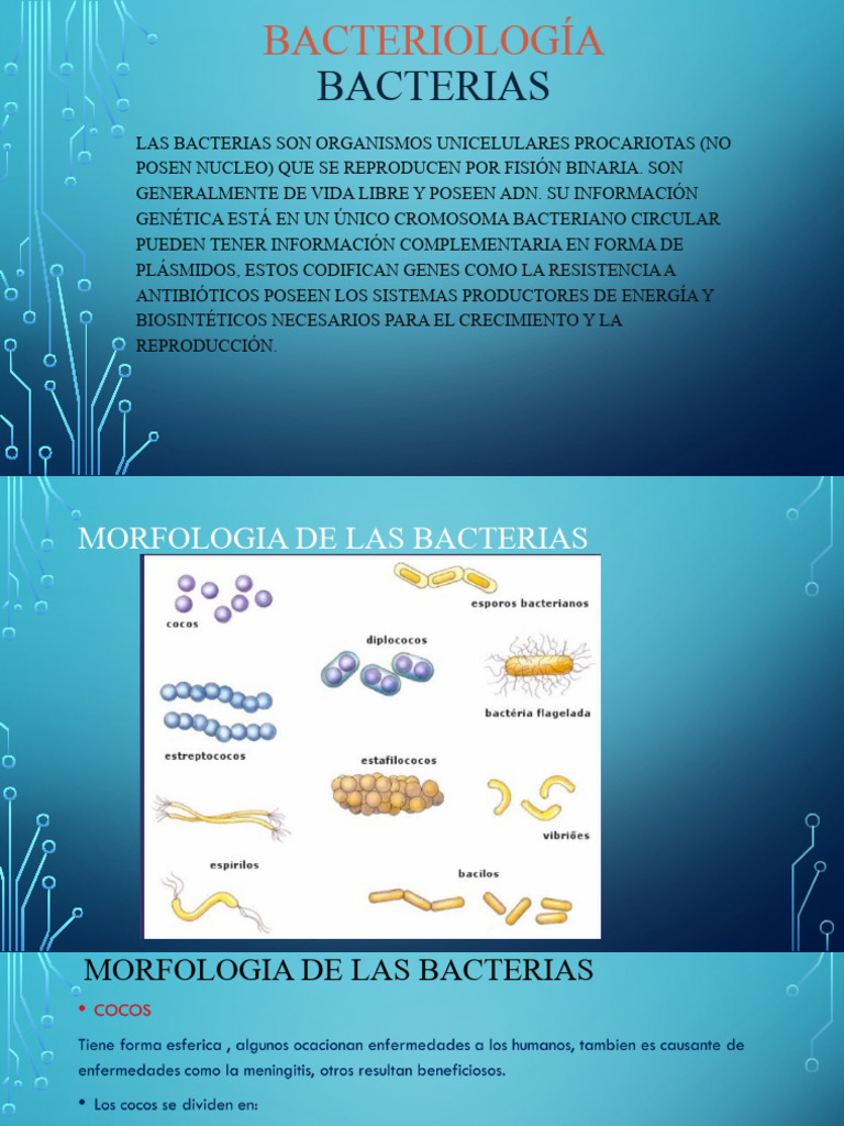Bacterio Log Í A | PDF | Las bacterias | Bacterias Gram-negativo