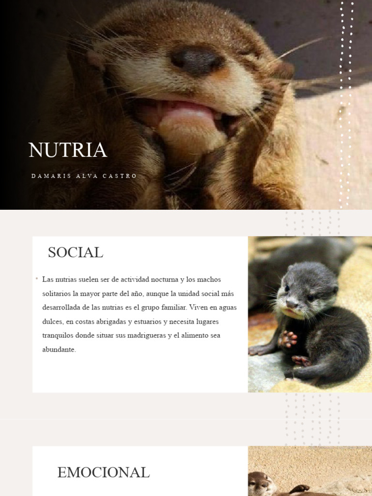 Vida y Hábitos de las Nutrias | PDF | Hogar, jardinería y bricolaje