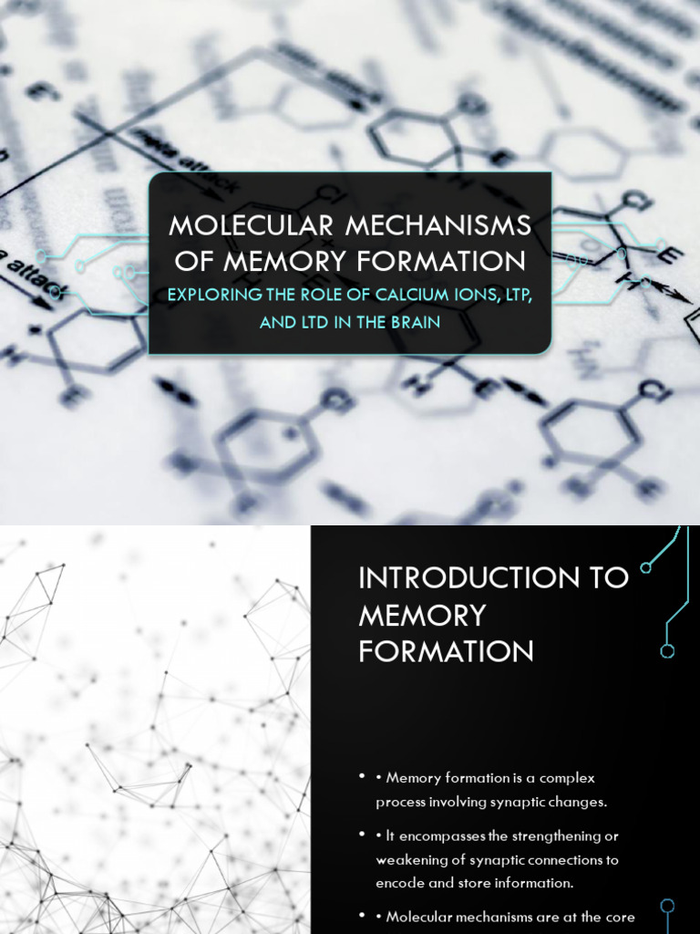 Molecular Mechanisms Memory Formation | PDF | Synaptic Plasticity | Long Term Potentiation