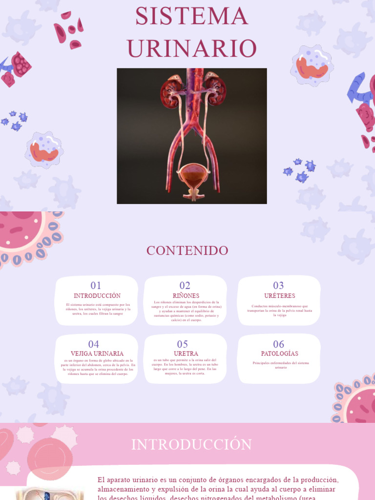 Sistema Urinario | PDF | Sistema urinario | Riñón