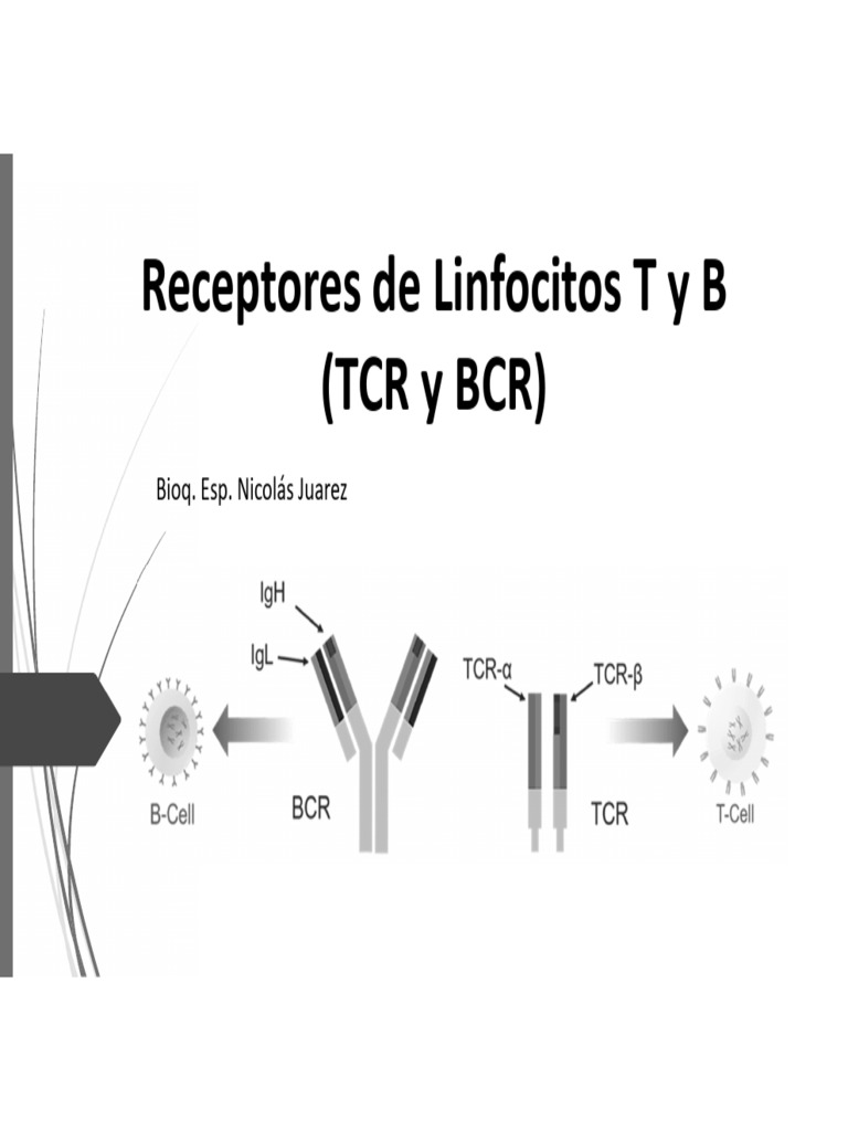 2T Receptores BCR y TCR | PDF | Linfocitos | Célula B