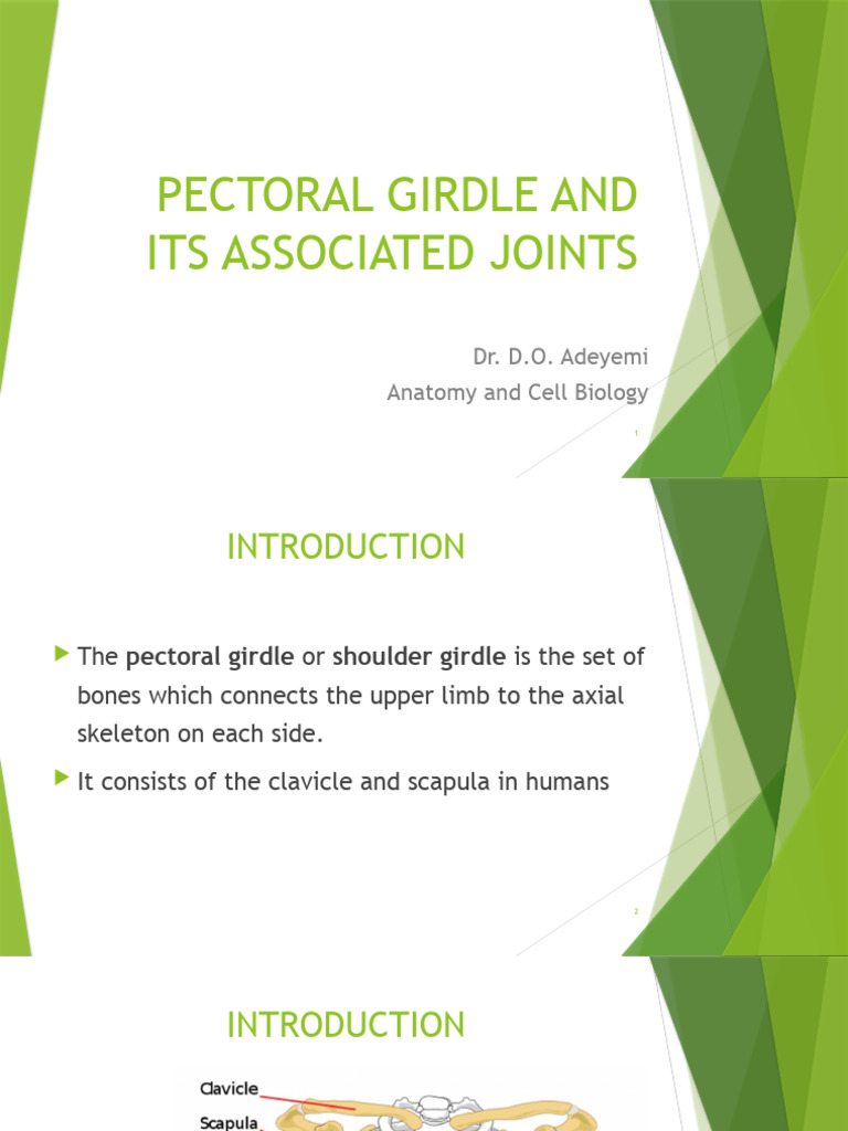 Pectoral Girdle and Its Associated Joints | PDF | Skeletal System | Joints