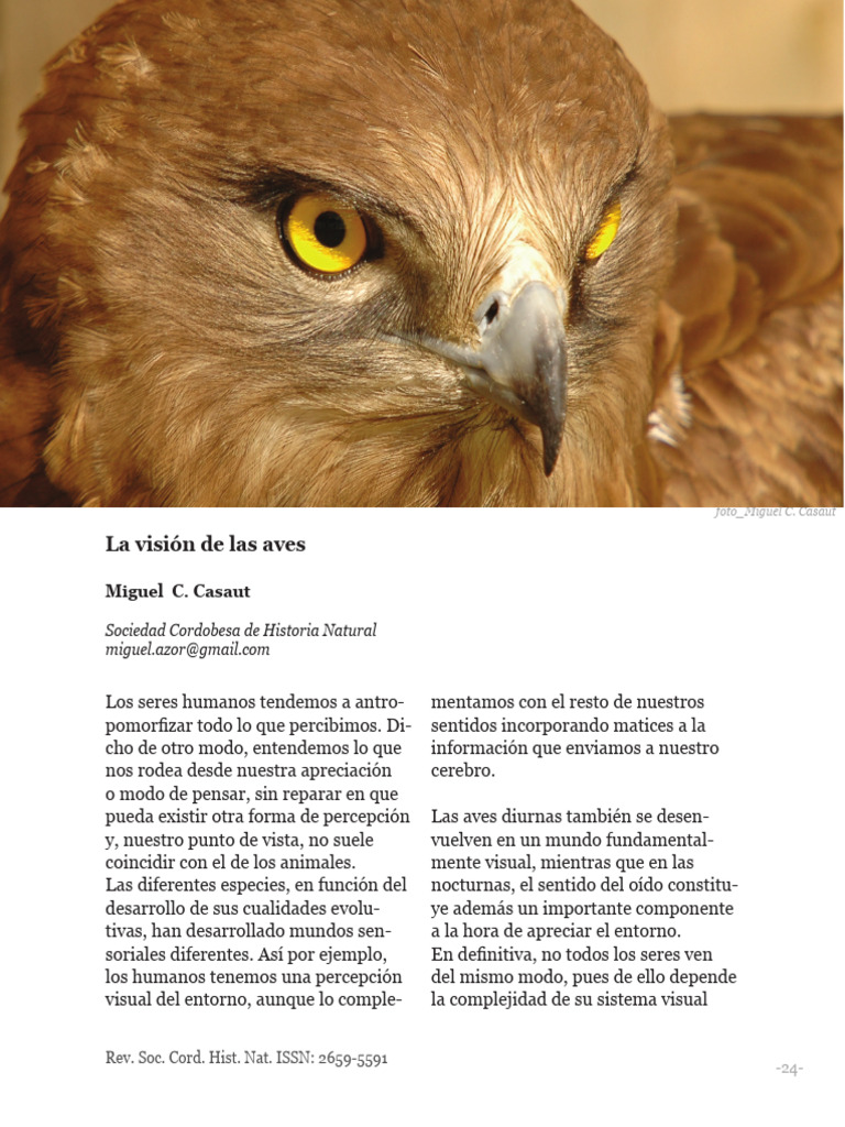 La Visi - N de Las Aves - Casaut 2019 | PDF | Color | Percepción visual