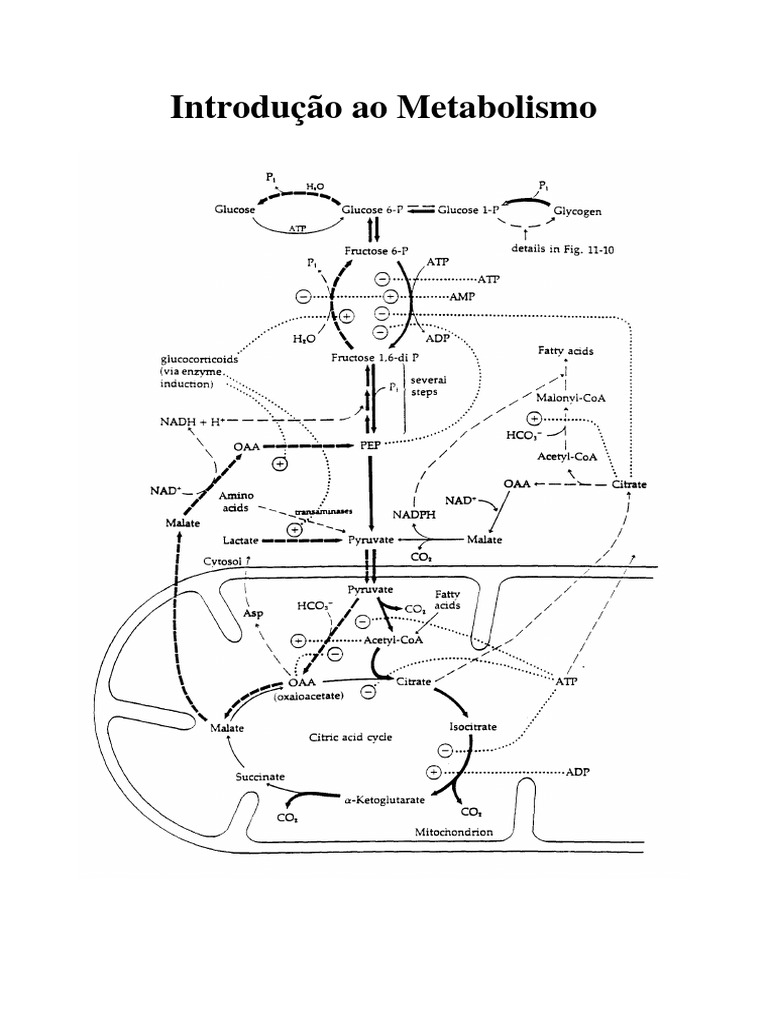 Metabolismo-Conceitos Fundamentais Mapas e Estudos Dirigidos M1 A M10 | PDF