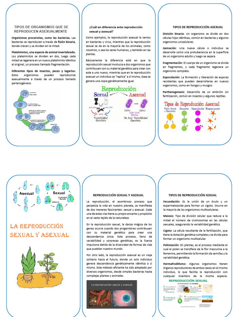 Triptico La Reproducción Sexual y Asexual | PDF
