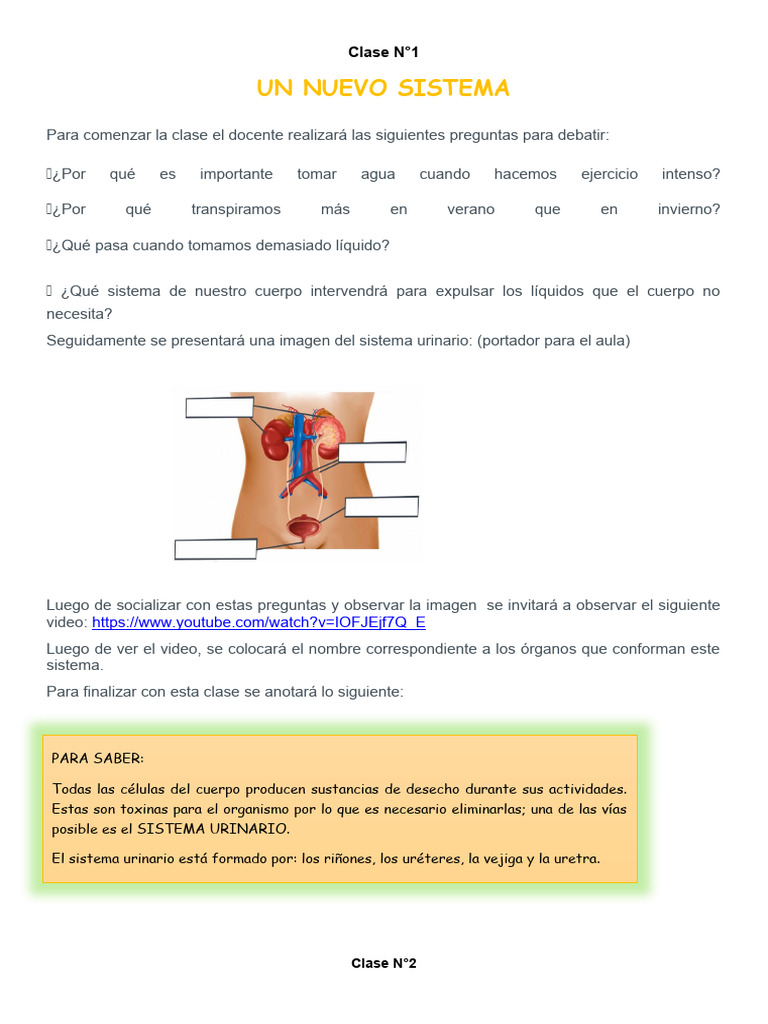 Sistema Urinario | PDF | Sistema urinario | Riñón