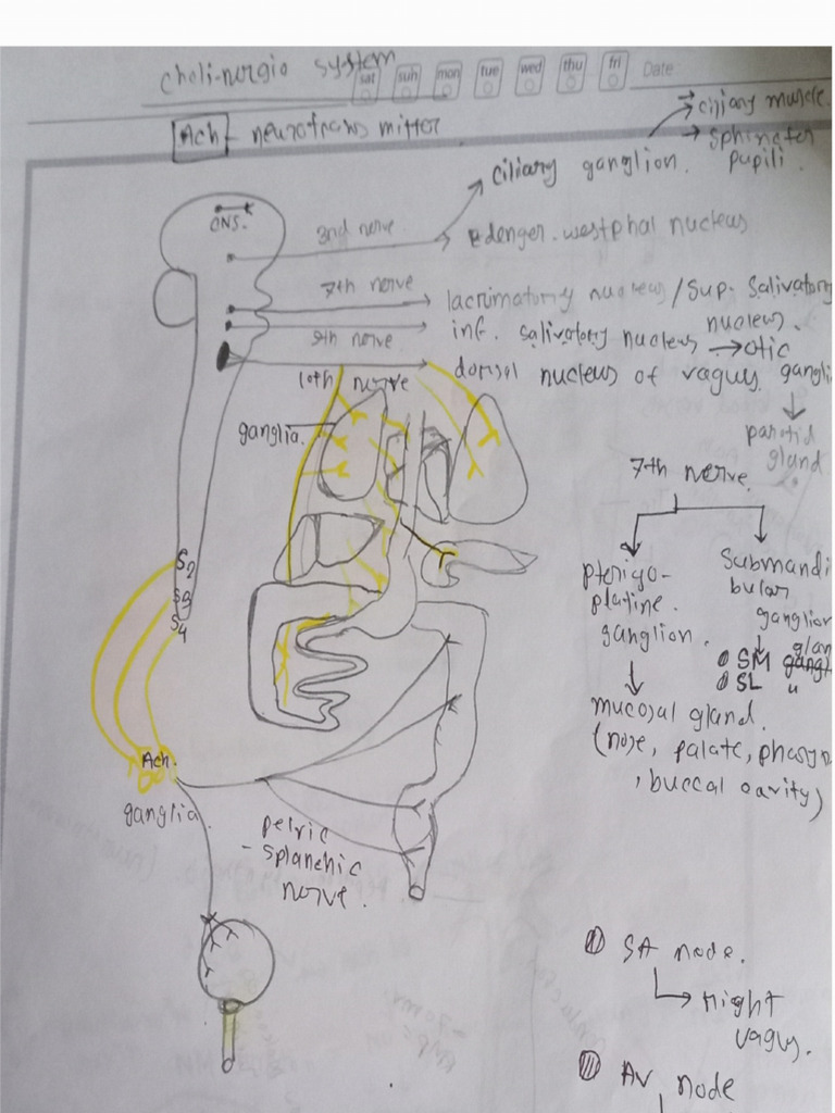 Cholinergic System | PDF
