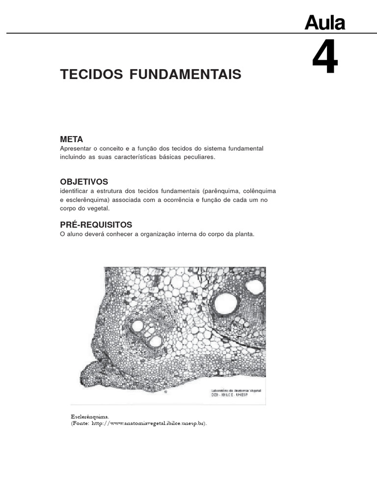 Morfologia - e - Anatomia - Vegetal - Aula - 4 - Tecidos Fundamentais ...