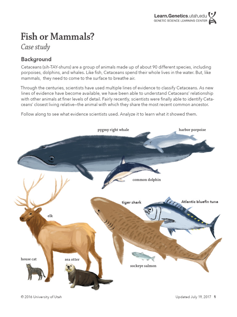 Cetaceans Case-Study | PDF | Cetacea | Anatomy