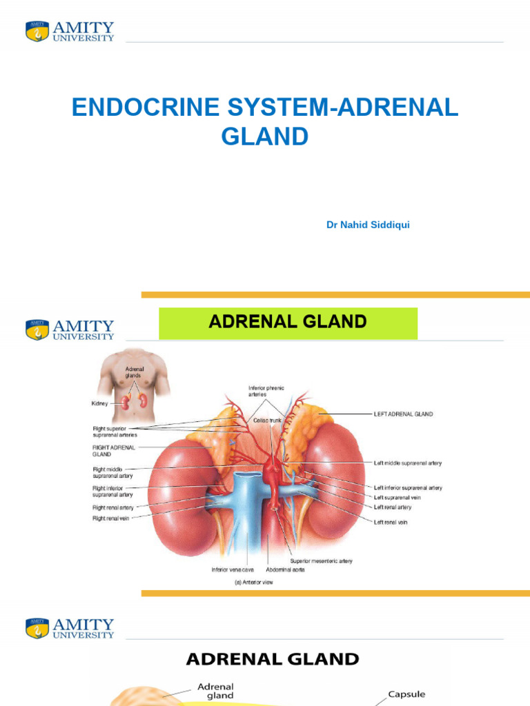 Endocrine System-Adrenal Gland | PDF | Pancreas | Adrenal Gland