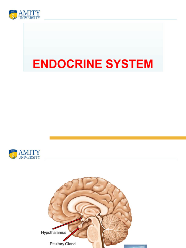 Endocrine System | PDF | Luteinizing Hormone | Pituitary Gland