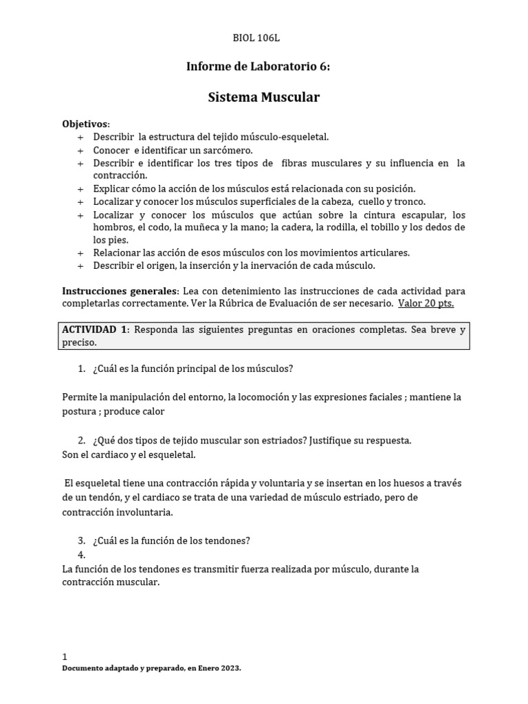 Informe LAB 6 Sistema Muscular | PDF | Músculo | Sistema musculoesquelético