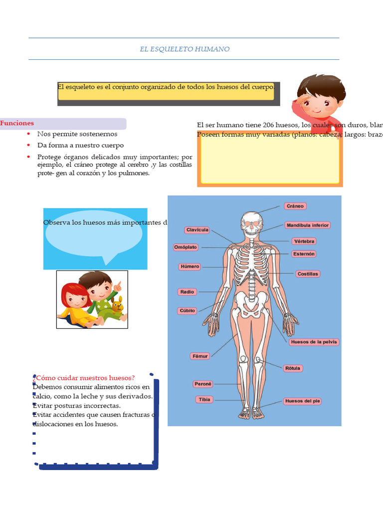 Cuidado y funciones del esqueleto humano | PDF | Estudios de idiomas ...