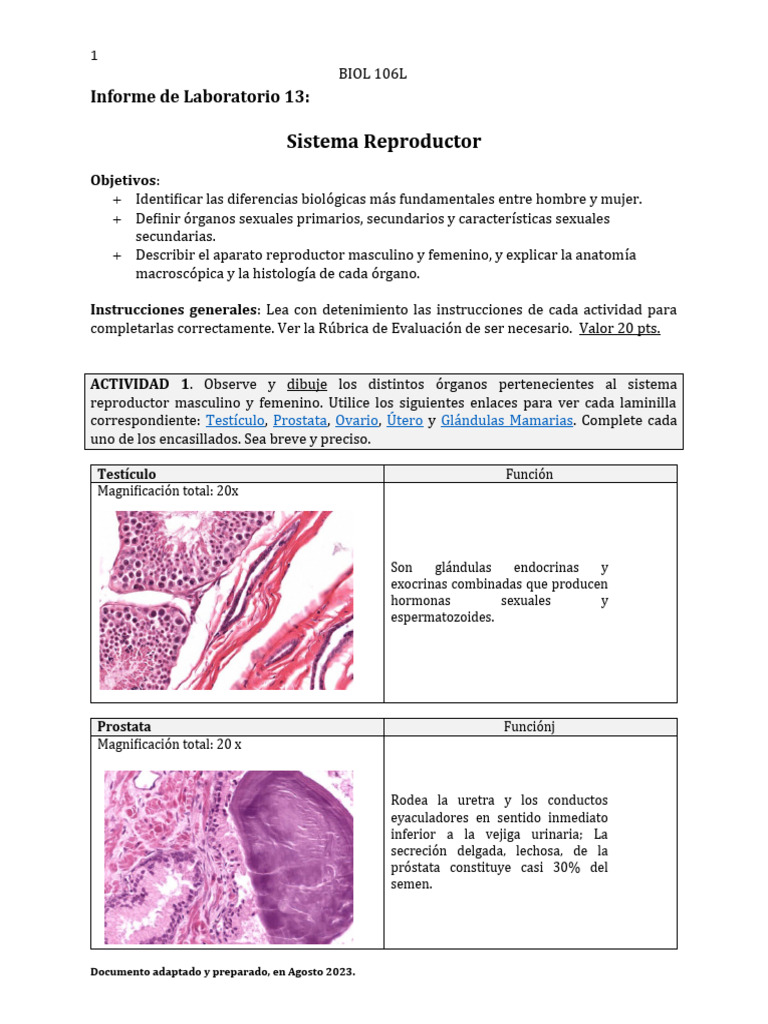 Informe LAB 13 Sistema Reproductor | PDF