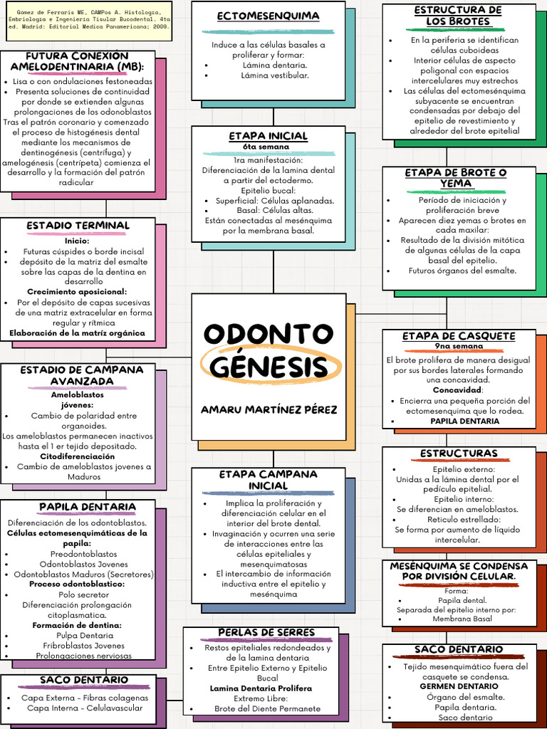 Odontogénesis | PDF | Epitelio | Anatomía