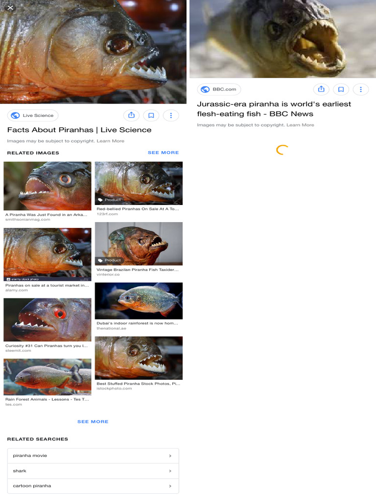 piranha fish - Google Search | PDF | Predators | Fish
