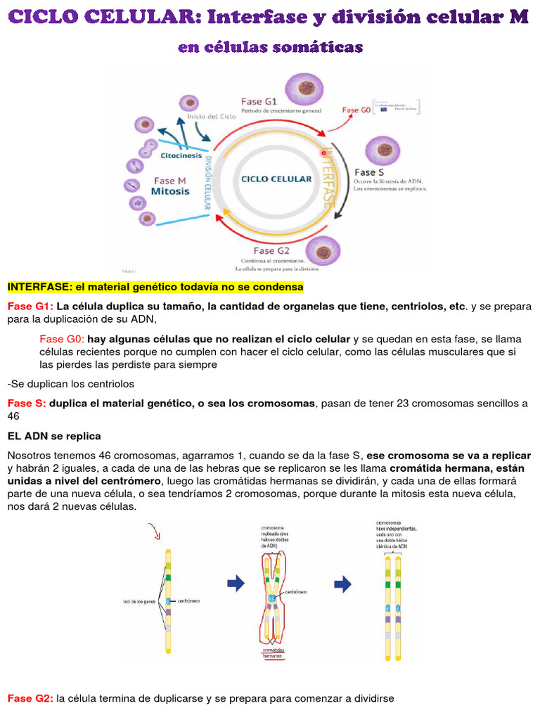 Ciclo Celular: Interfase y Mitosis | PDF | Mitosis | Anatomía Celular