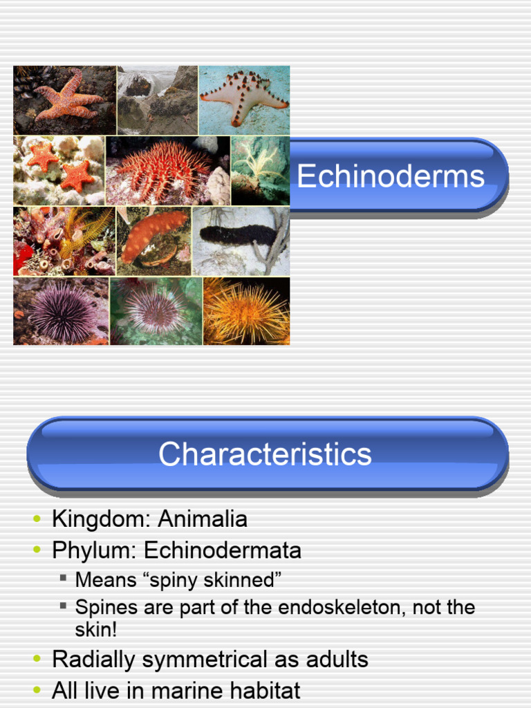 Echinoderms | PDF