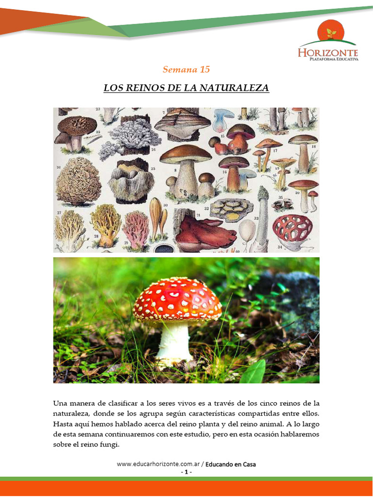 Semana 15 El Reino Fungi | PDF | Hongo | Organismos