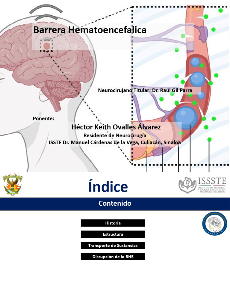 Barrera Hematoencefalica | Descargar gratis PDF | Inflamación | Anatomía