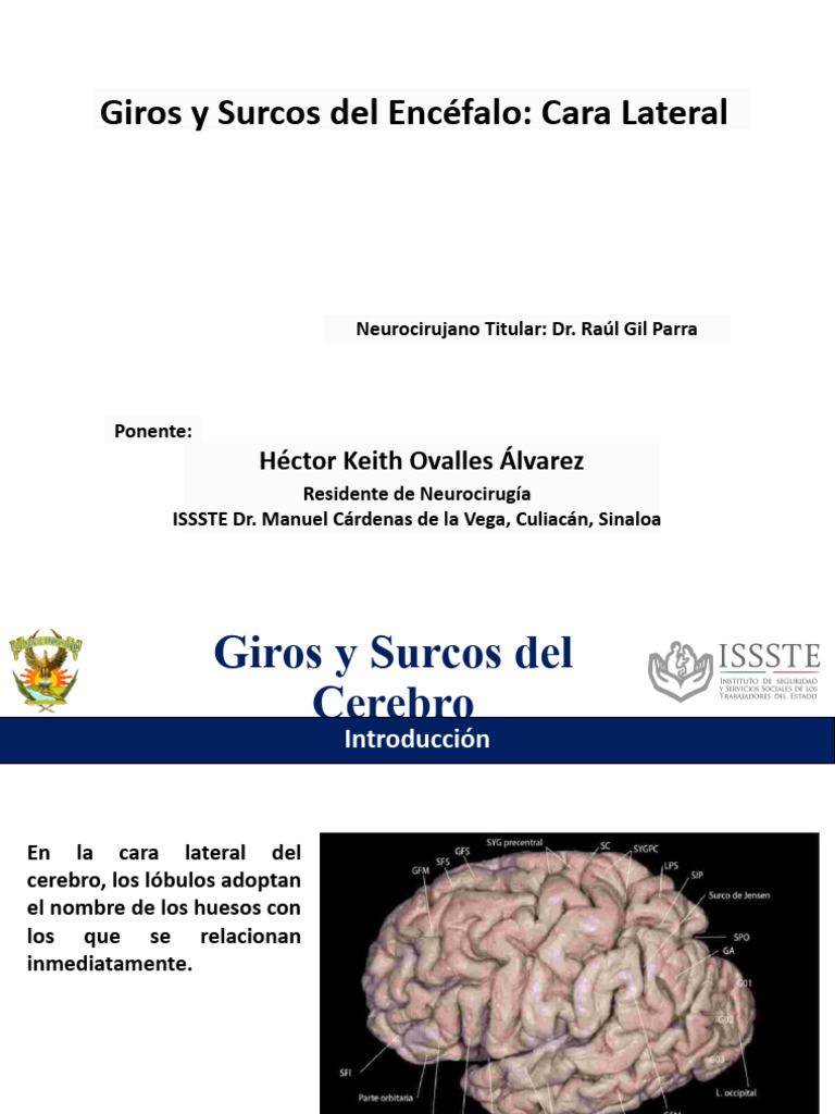 Giros y Surcos de La Cara Lateral Del Encefalo | PDF | Corteza Insular ...