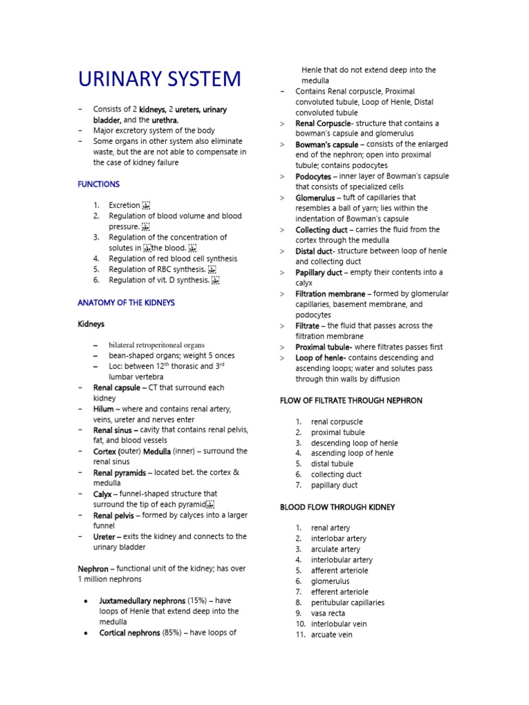 Urinary System | PDF | Kidney | Urinary System