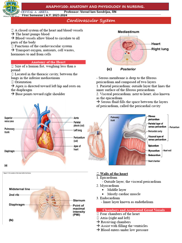 CHAP11 | PDF | Heart Valve | Heart