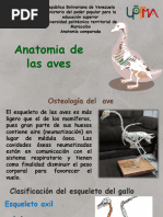 Principales Partes Del Gallo | PDF | Estudios de idiomas extranjeros