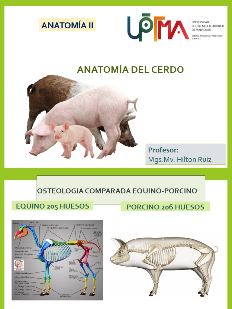 Anatomia Del Cerdo | PDF