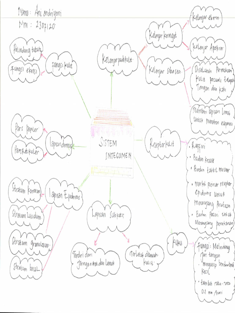 Mindmap Sistem Integumen Ani Andriyani | PDF
