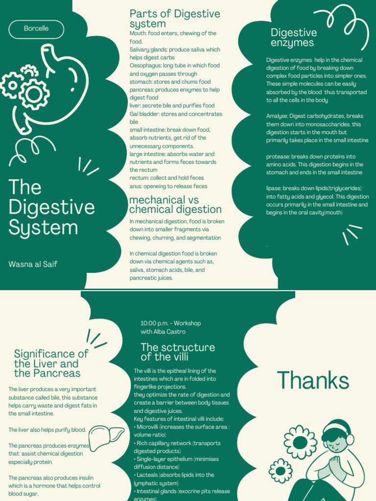 The Digestive System Brochure | PDF | Digestion | Small Intestine