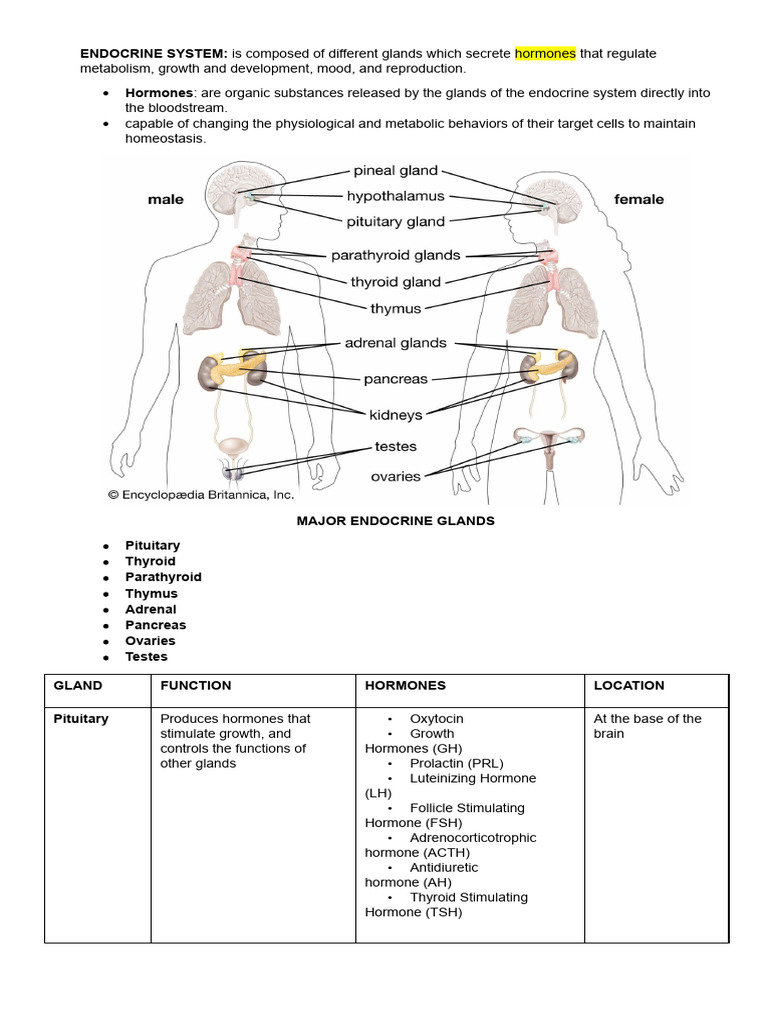 Endocrine System | PDF | Endocrine System | Luteinizing Hormone