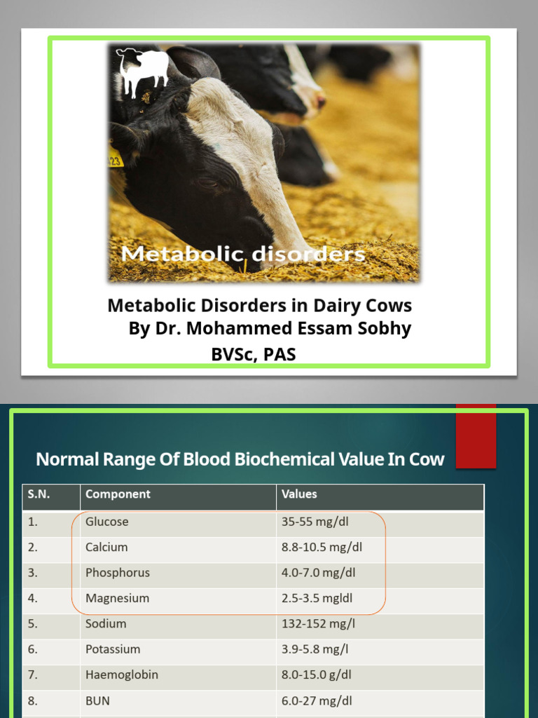Metabolism Disorders in Dairy Cows | PDF | Ruminant | Fat