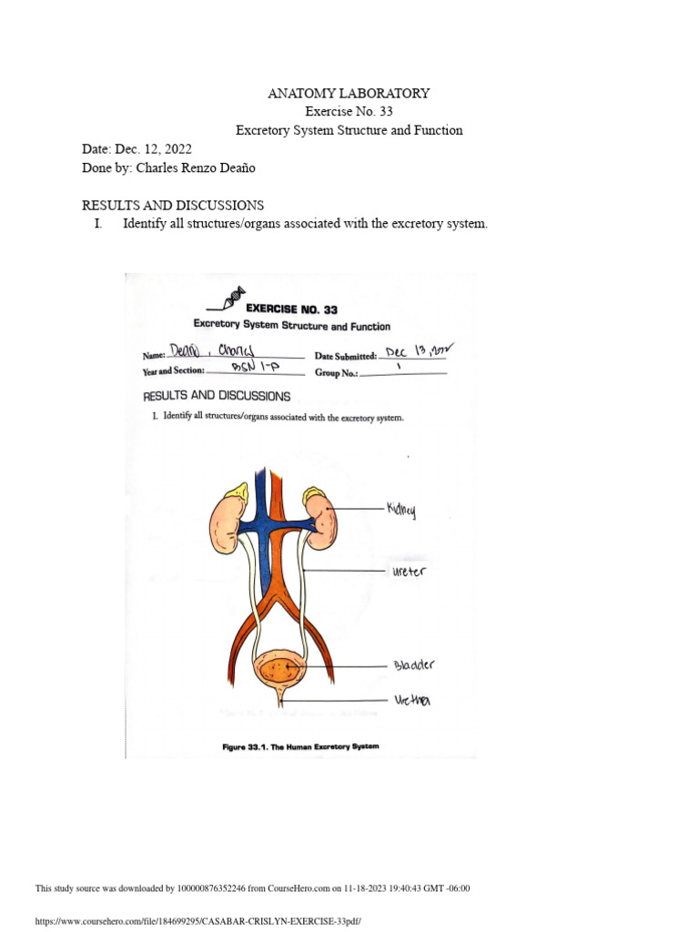 Excretory System Anatomy Lab Exercise | PDF | Kidney | Urinary System
