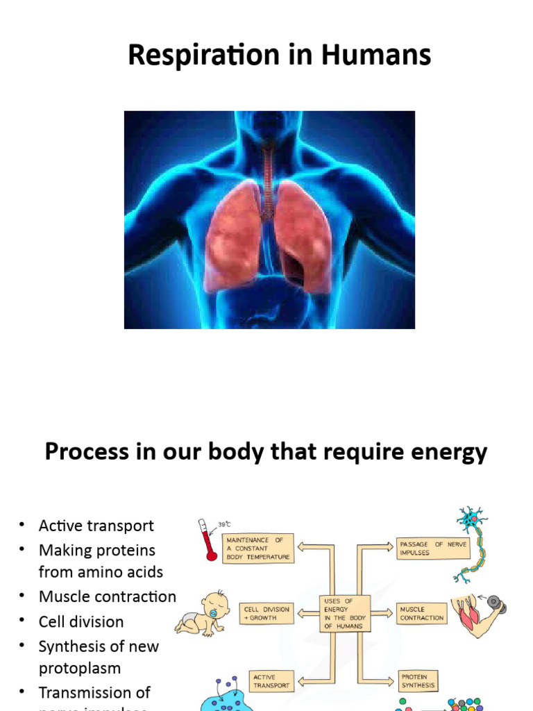 Respiration in Humans | PDF | Breathing | Exhalation