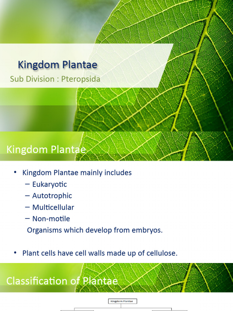 Kingdom Plantae | PDF