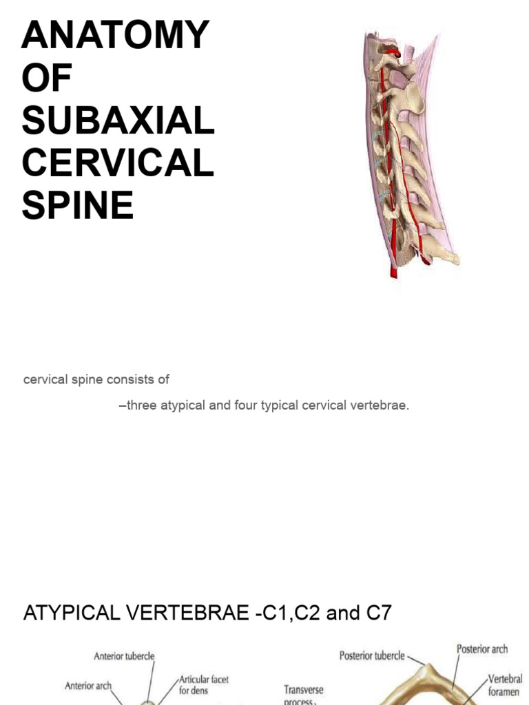 ANATOMY OF SUBAXIAL CERVICAL SPINE | PDF | Vertebra | Neck