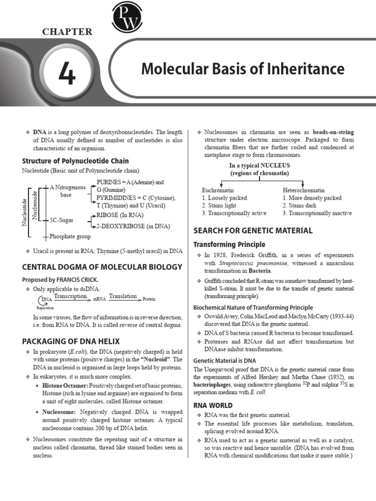 Molecular Basis of Inheritance - Short Notes | PDF | Dna | Gene