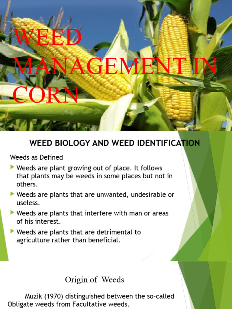 Corn Weed Management Guide | PDF | Technology & Engineering