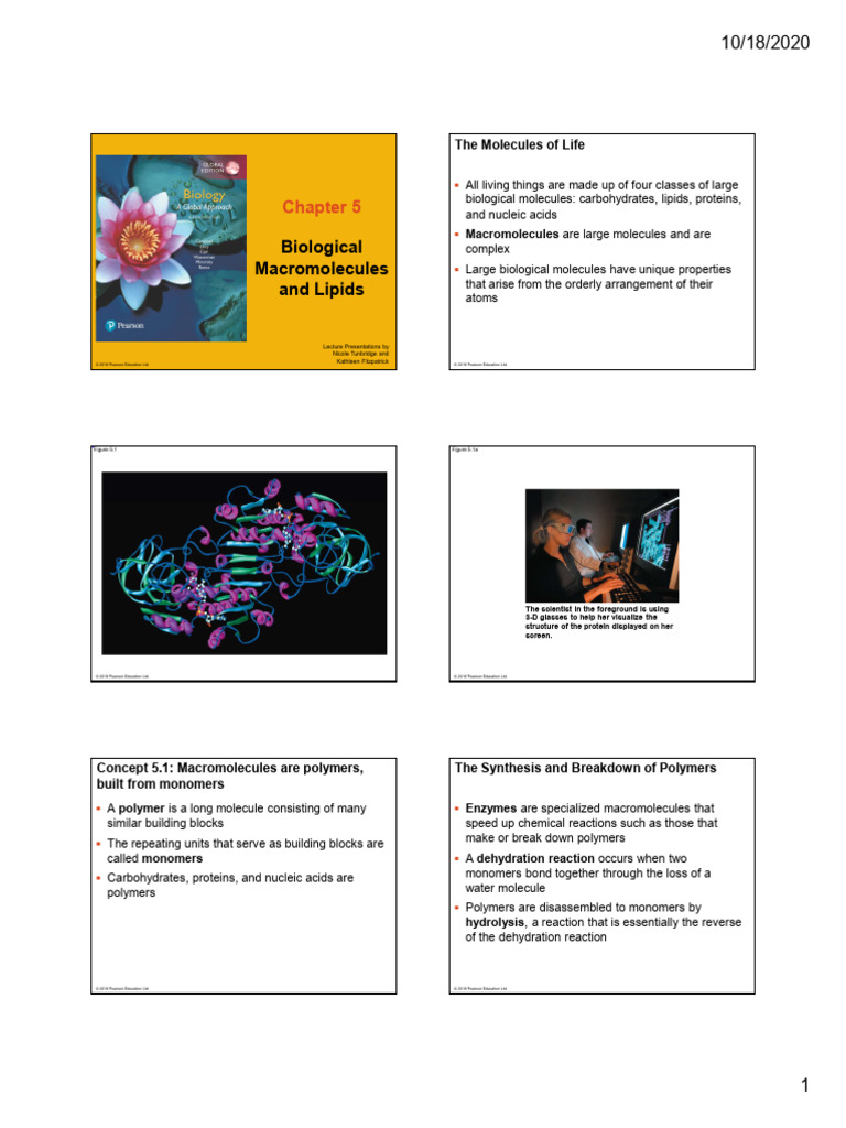 Biological Macromolecules Overview | PDF | Carbohydrates | Lipid