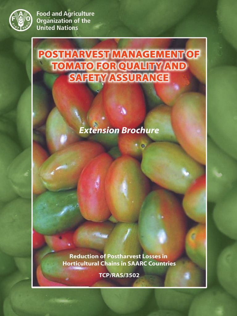 Tomato Brochure | PDF | Tomato | Postharvest