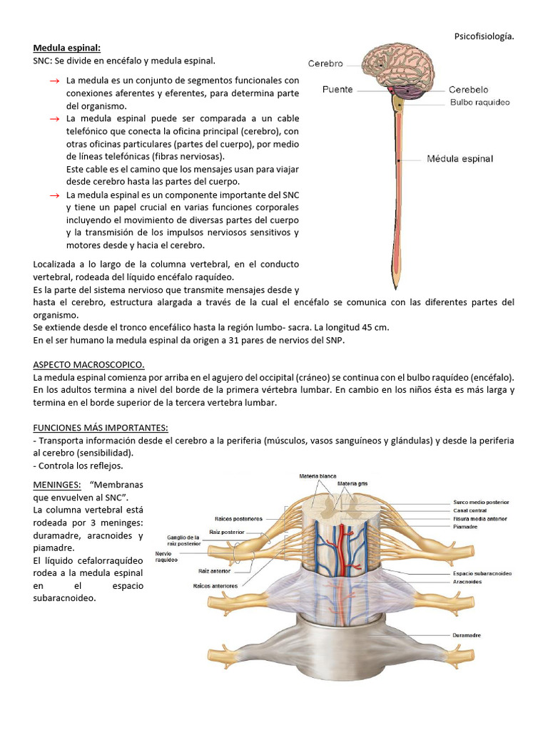 Estructura y Función de la Médula Espinal | PDF | Médula espinal | Cerebro