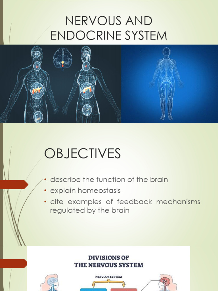 Nervous Endocrine Systems Pdf Nervous System Neuron 9327