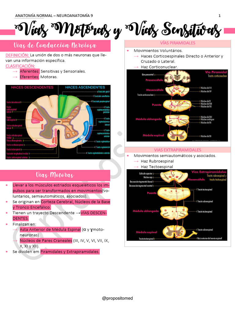 Vías Motoras y Sensitivas en Neuroanatomía | PDF