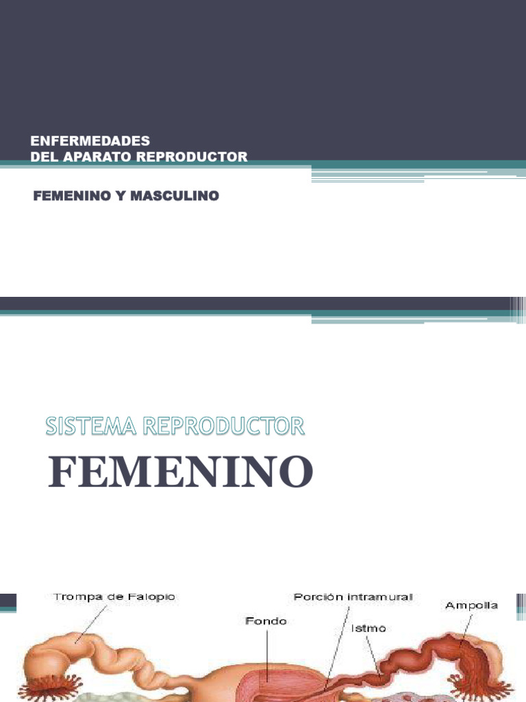 APARATO REPRODUCTOR Femenino y Masculino | PDF | El embarazo | Ovario